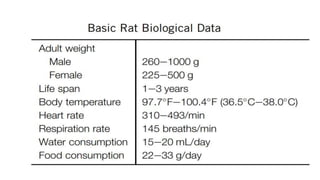 common lab animals.pptx