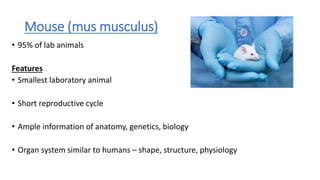 common lab animals.pptx