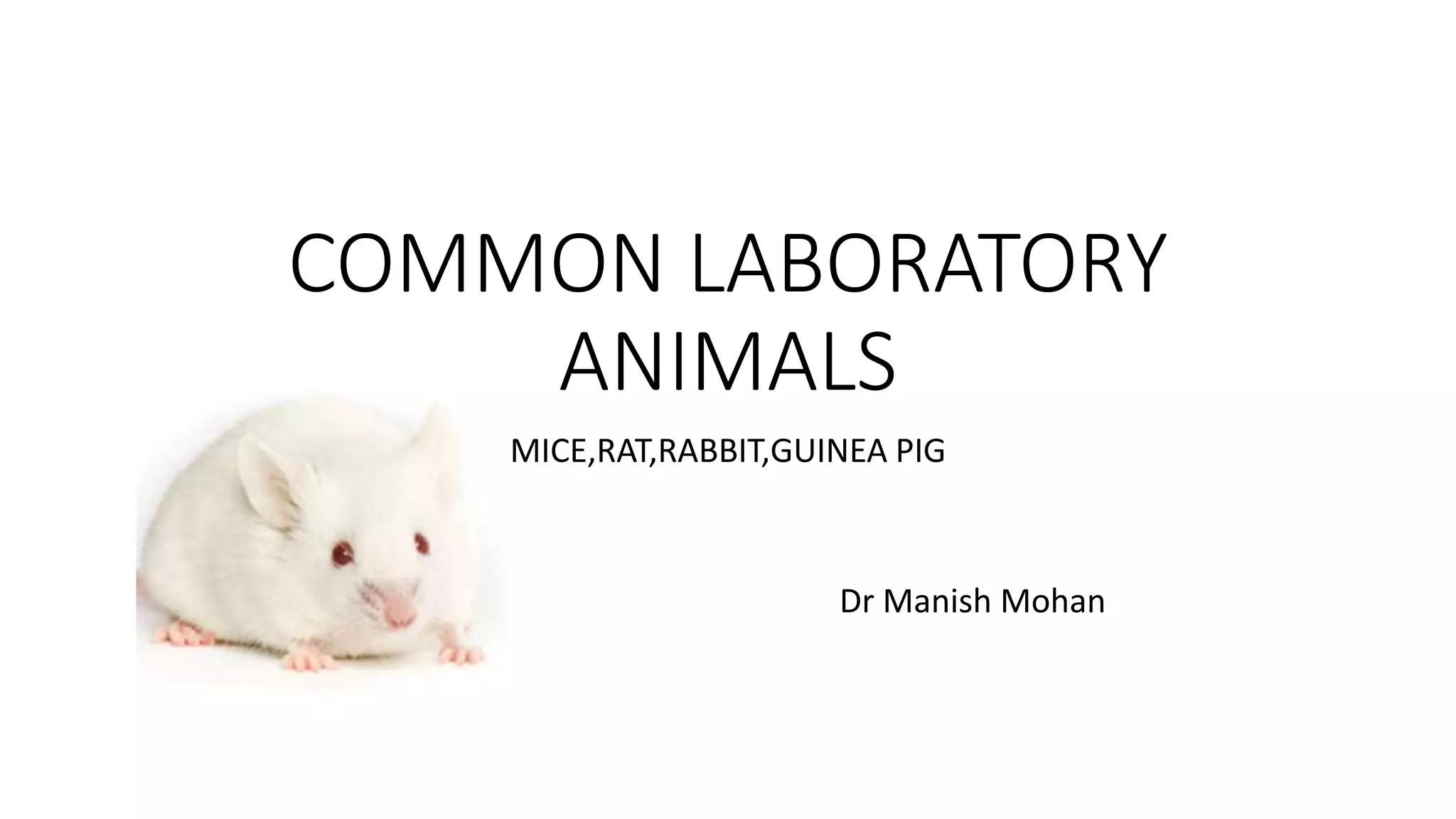 Common laboratory animals | PPTX