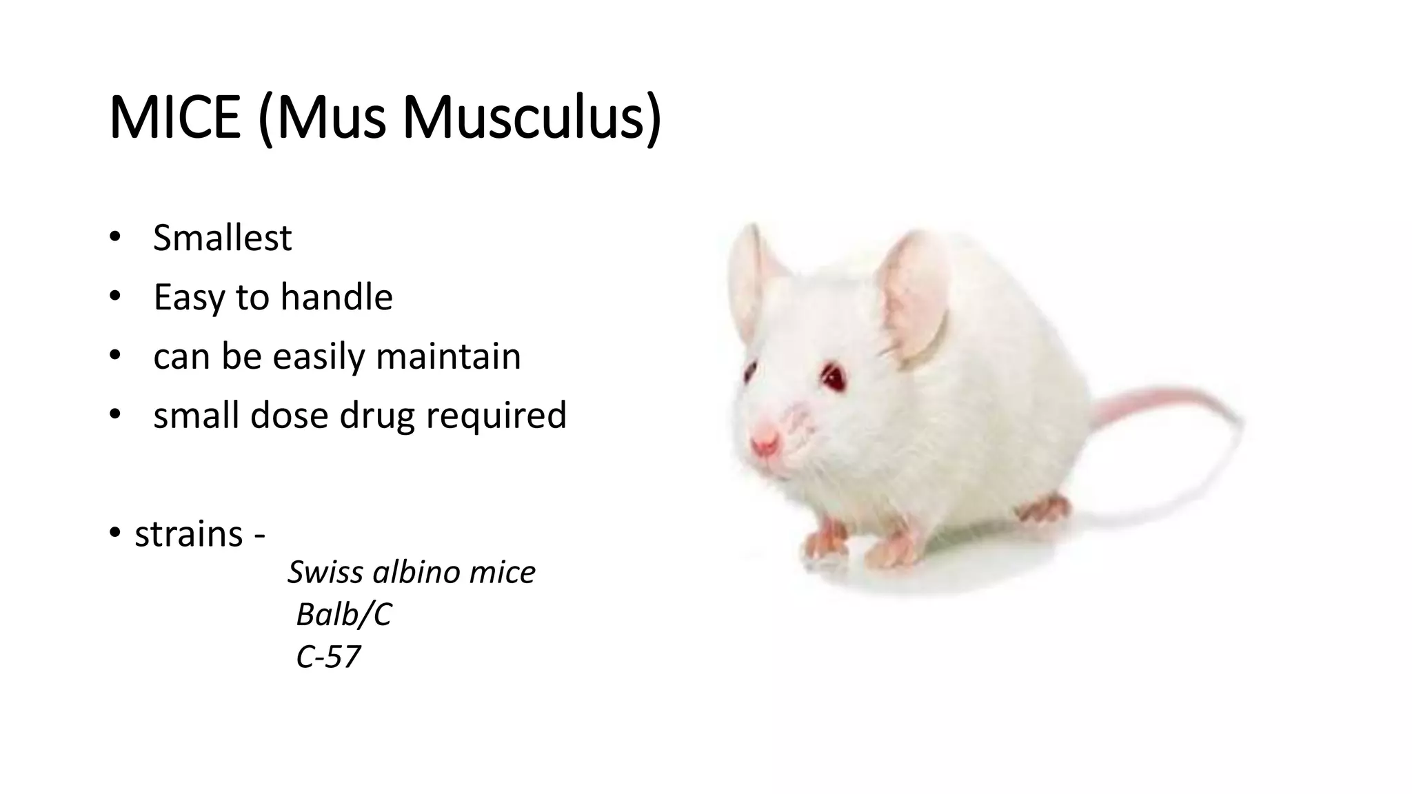 Common laboratory animals | PPTX