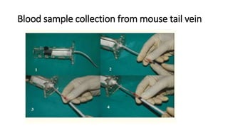 Common laboratory animals | PPTX