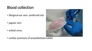 Common laboratory animals | PPTX