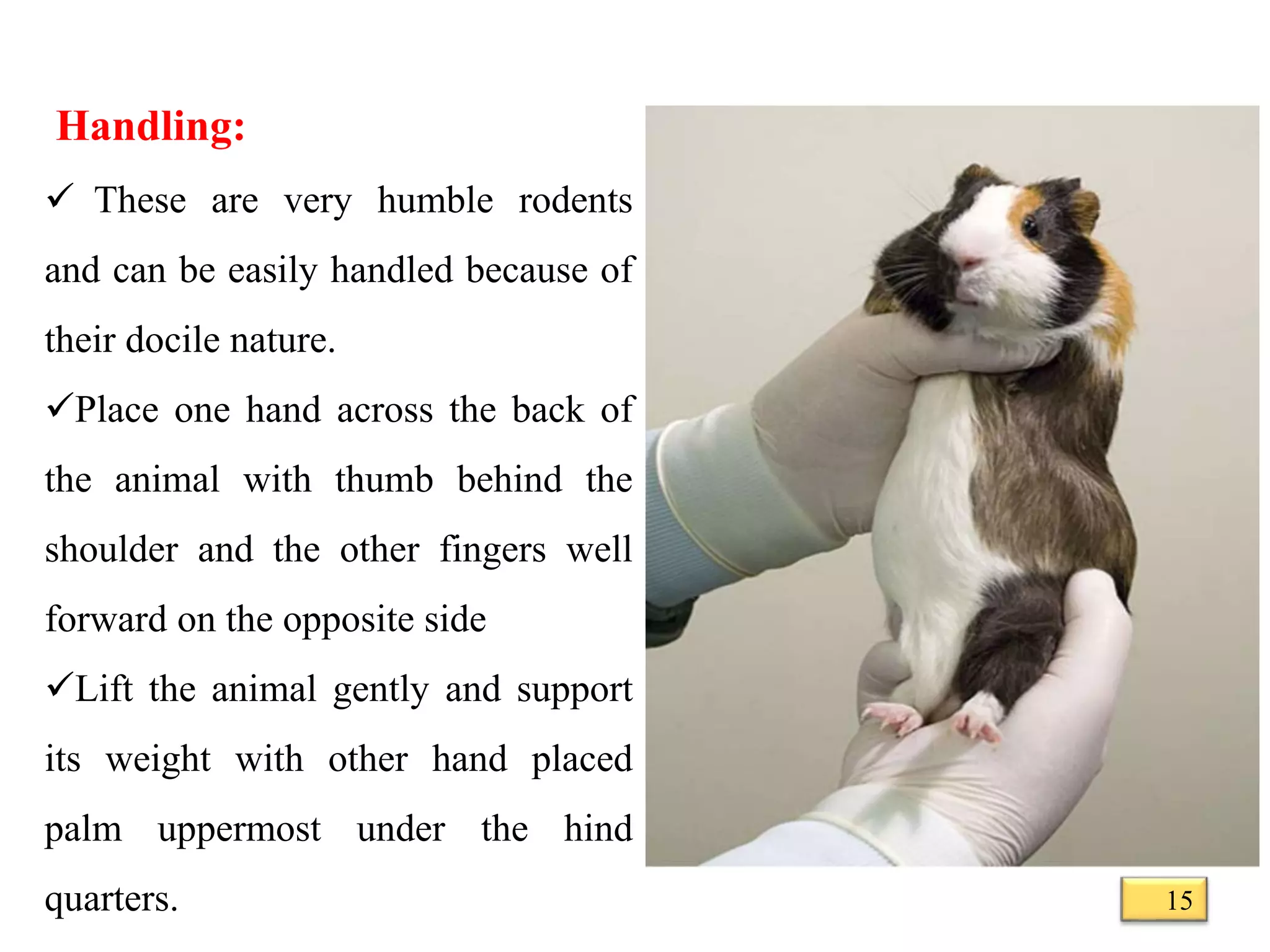 Common laboratory animals | PPTX