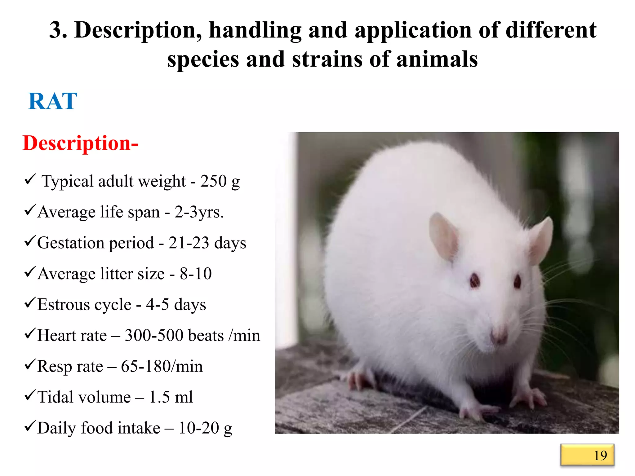 Common laboratory animals | PPTX