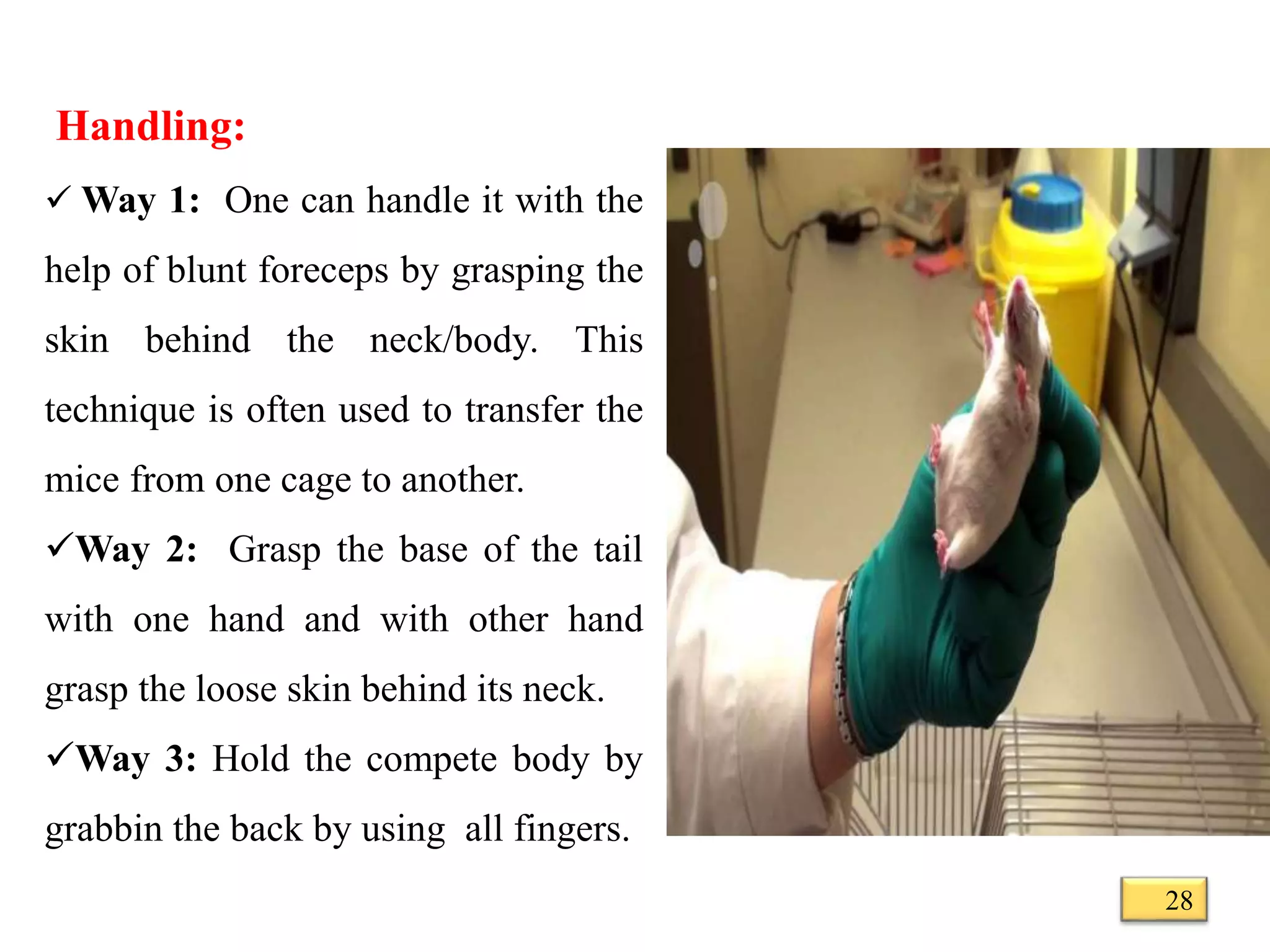 Common laboratory animals | PPTX