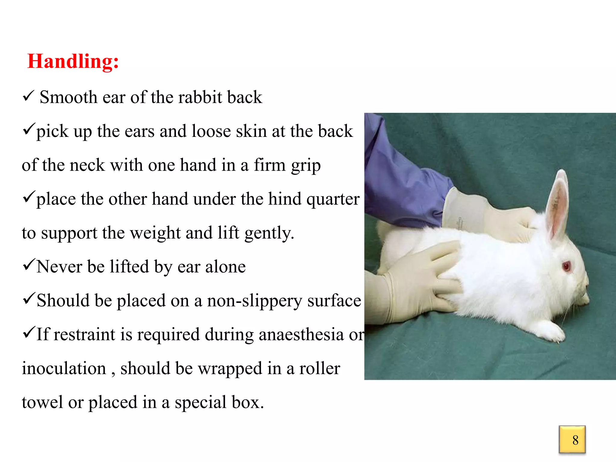 Common laboratory animals | PPTX