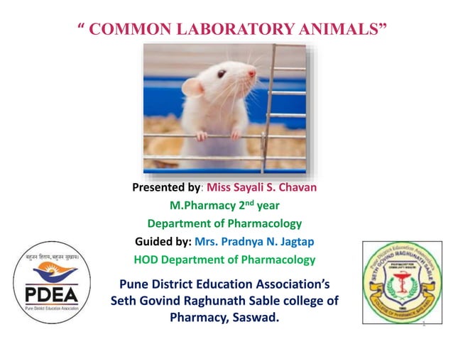 Common laboratory animals | PPTX | Biological Sciences | Science