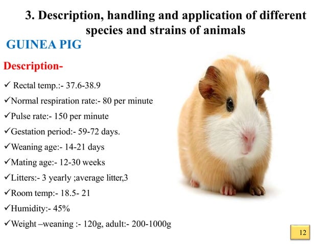 Common laboratory animals | PPTX | Biological Sciences | Science