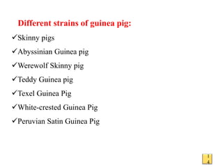 Common laboratory animals | PPTX