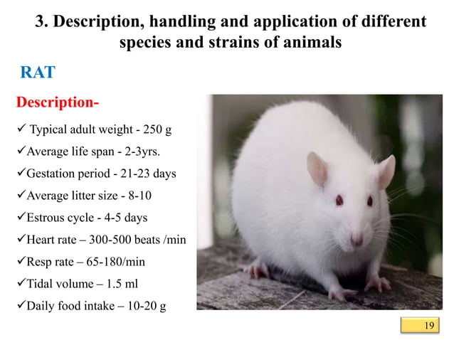 Common laboratory animals | PPTX | Biological Sciences | Science