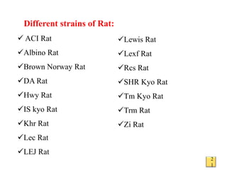 Common laboratory animals | PPTX