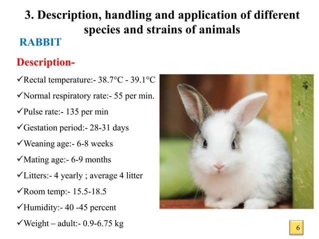 Common laboratory animals | PPTX | Biological Sciences | Science