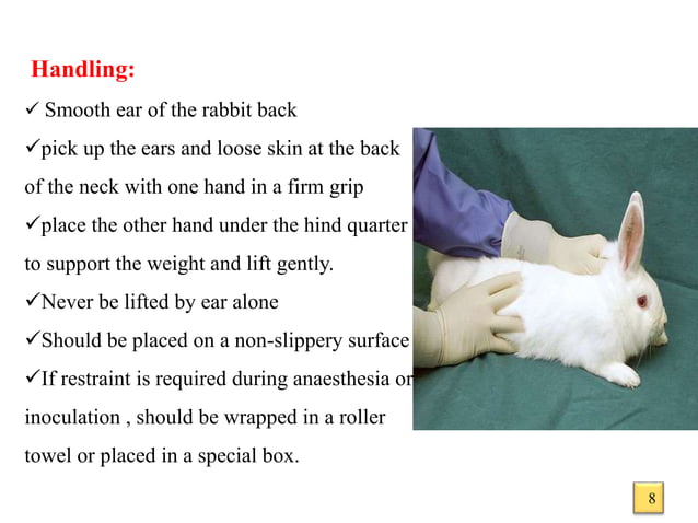 Common laboratory animals | PPTX | Biological Sciences | Science