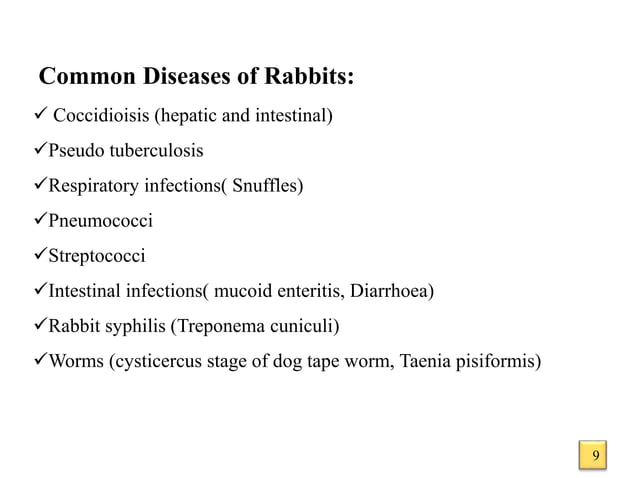 Common laboratory animals | PPTX | Biological Sciences | Science