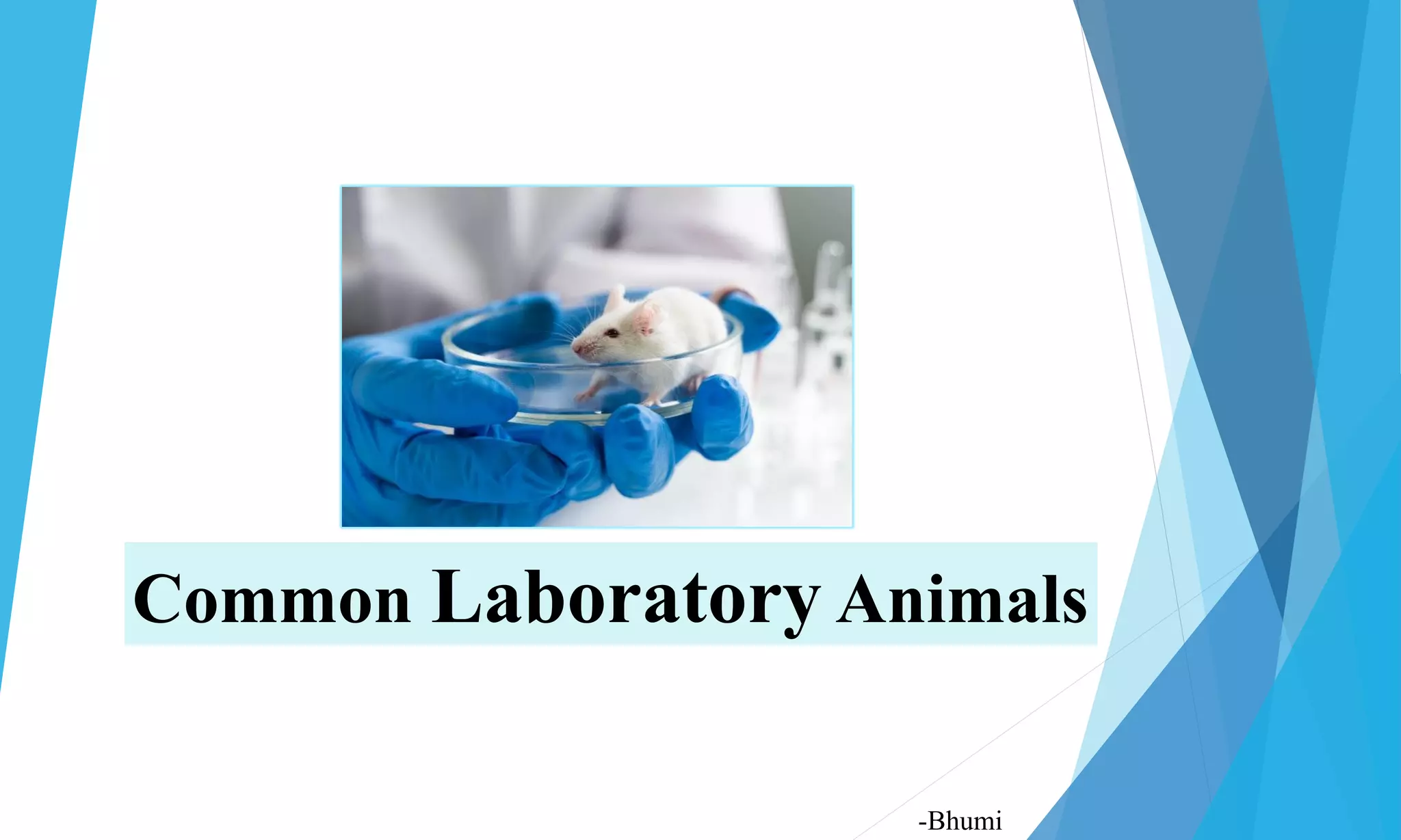 Common laboratory animals | PDF