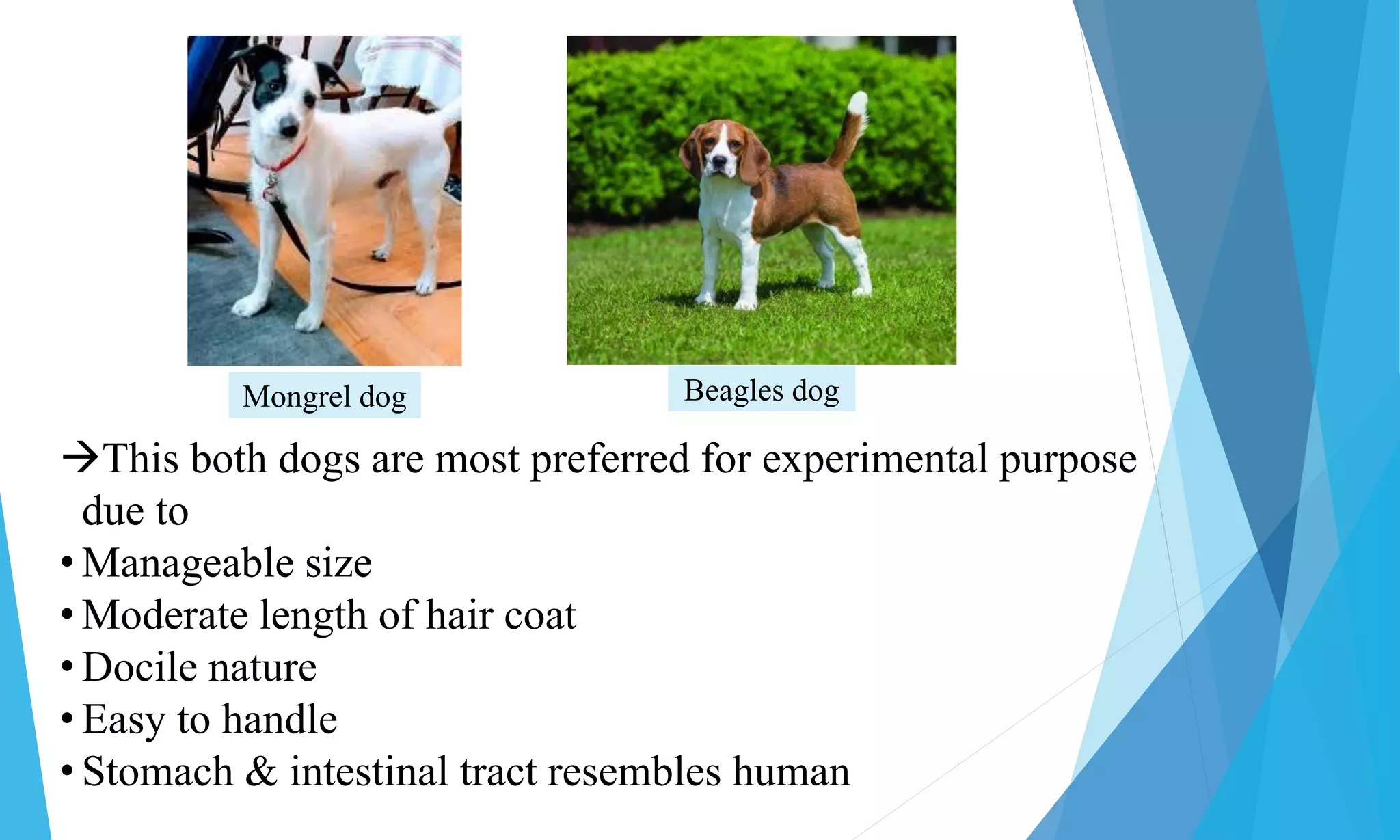 Common laboratory animals | PDF