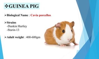 Common laboratory animals | PDF