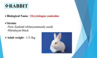 Common laboratory animals | PDF