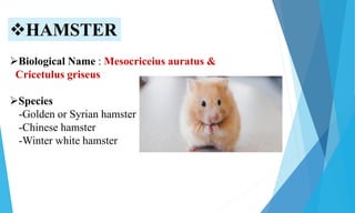 Common laboratory animals | PDF