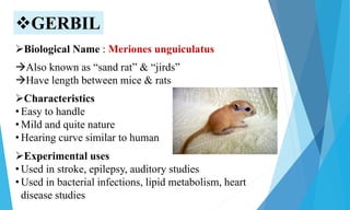 Common laboratory animals | PDF