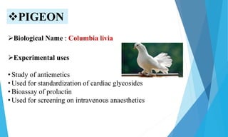 Common laboratory animals | PDF