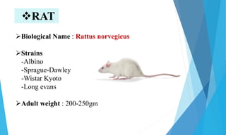 Common laboratory animals | PDF