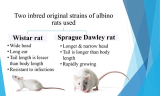 Common laboratory animals | PDF