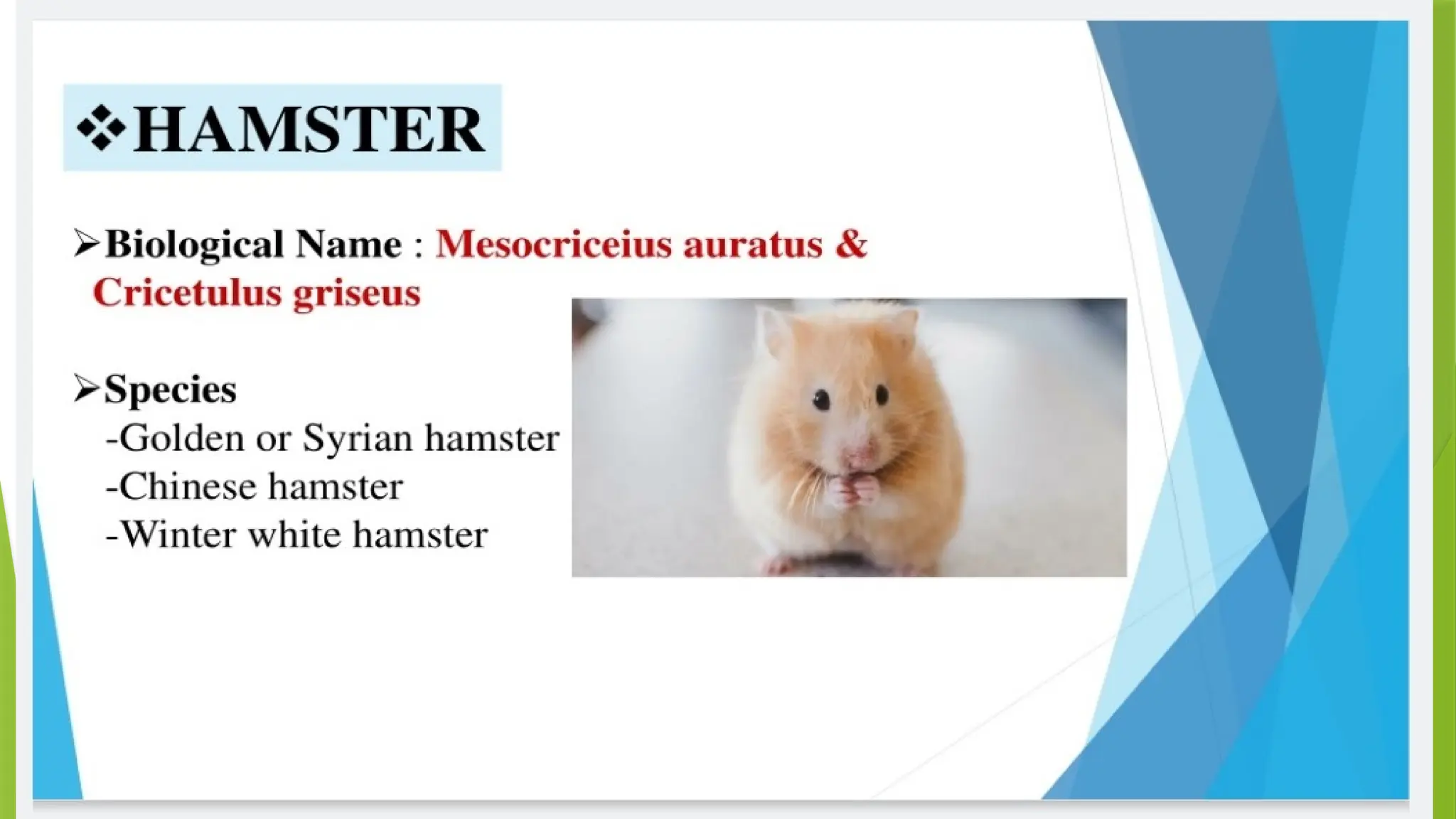 Common Laboratory Animals experiment ppt | PPT