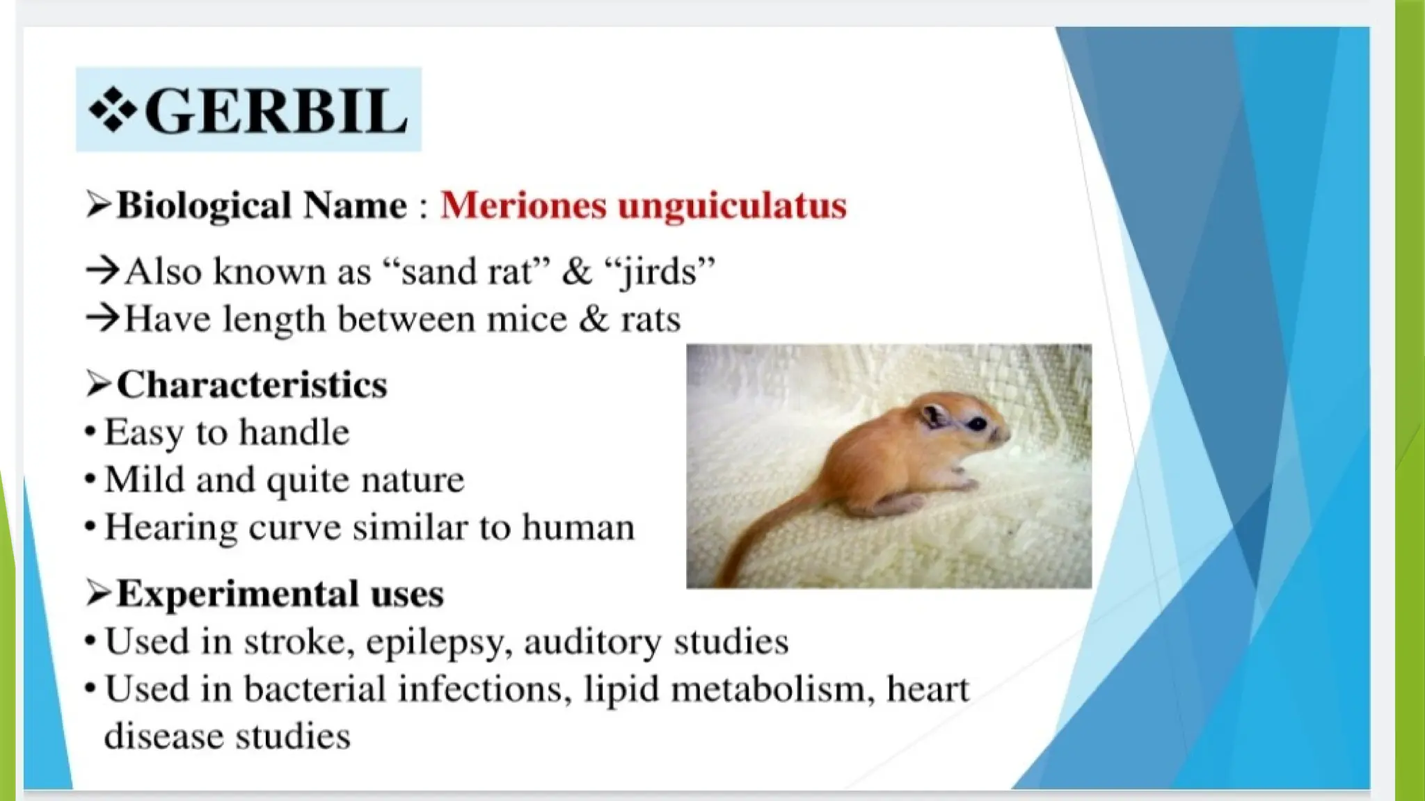 Common Laboratory Animals experiment ppt | PPT