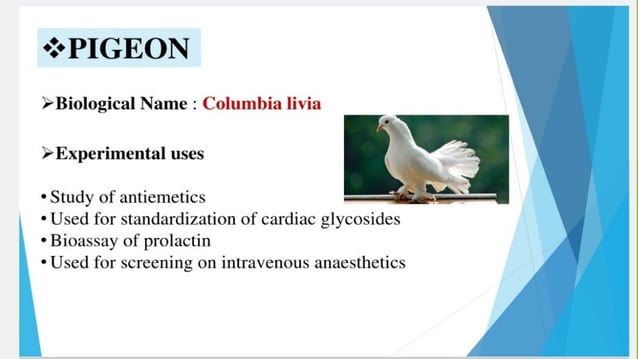 Common Laboratory Animals experiment ppt | PPT