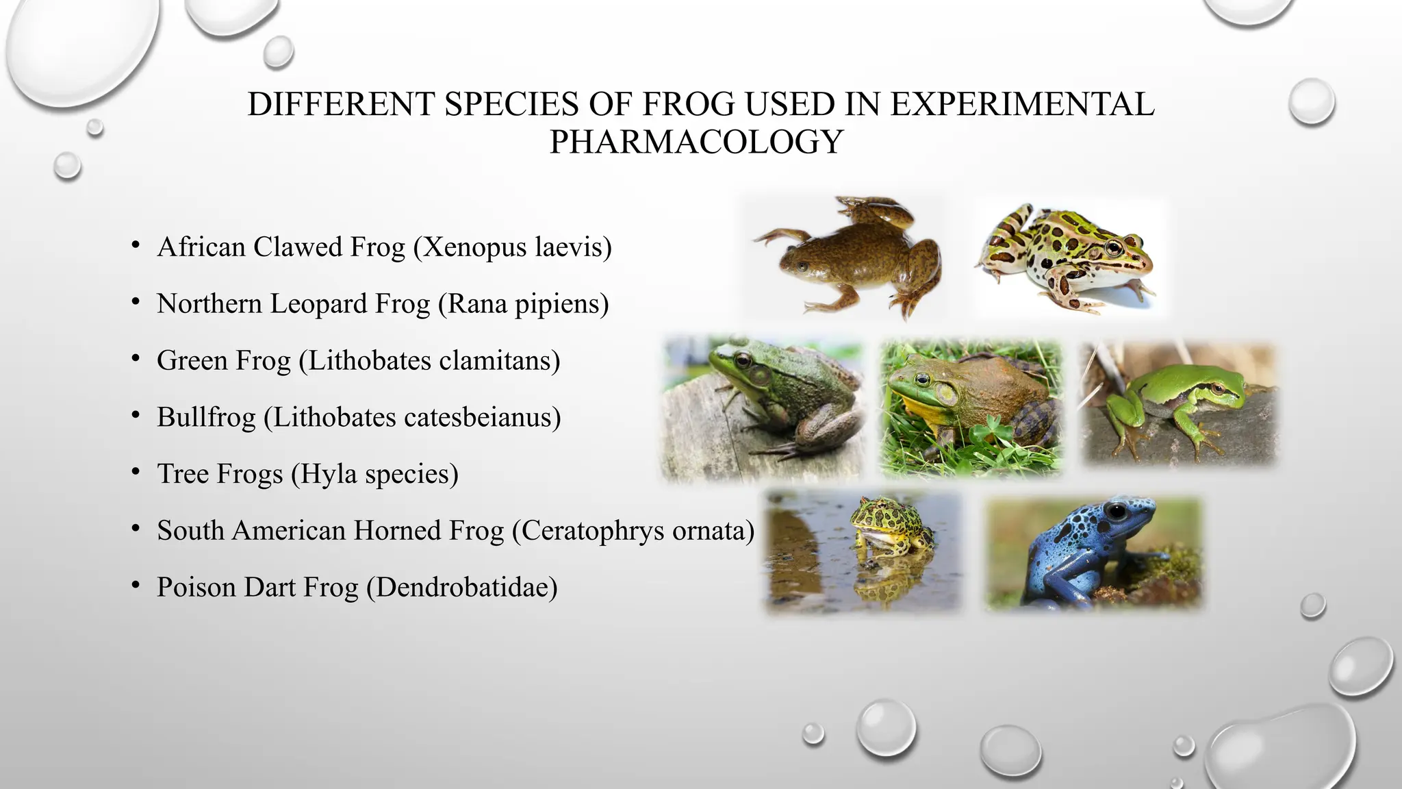 Common Laboratory Animals i.e.Frog .pptx