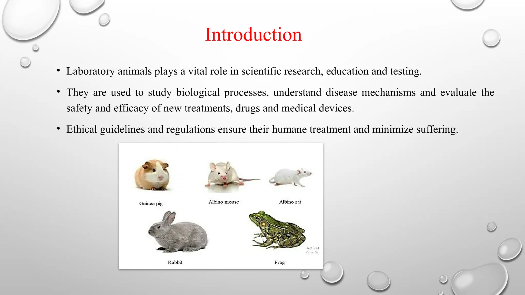 Common Laboratory Animals i.e.Frog .pptx