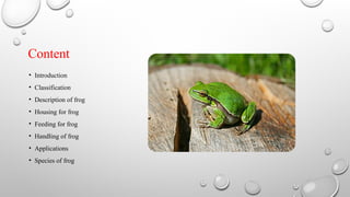 Common Laboratory Animals i.e.Frog .pptx