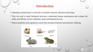 Common Laboratory Animals i.e.Frog .pptx
