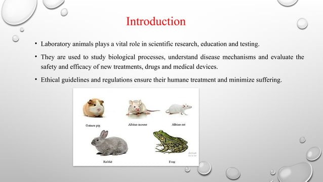 Common Laboratory Animals i.e.Frog .pptx