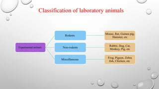 Common Laboratory Animals i.e.Frog .pptx