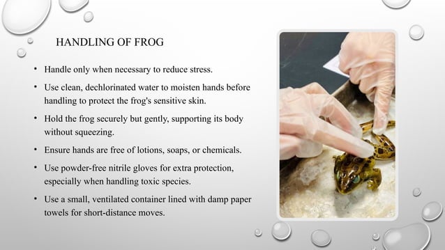 Common Laboratory Animals i.e.Frog .pptx