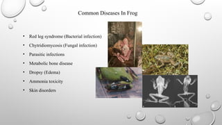 Common Laboratory Animals i.e.Frog .pptx