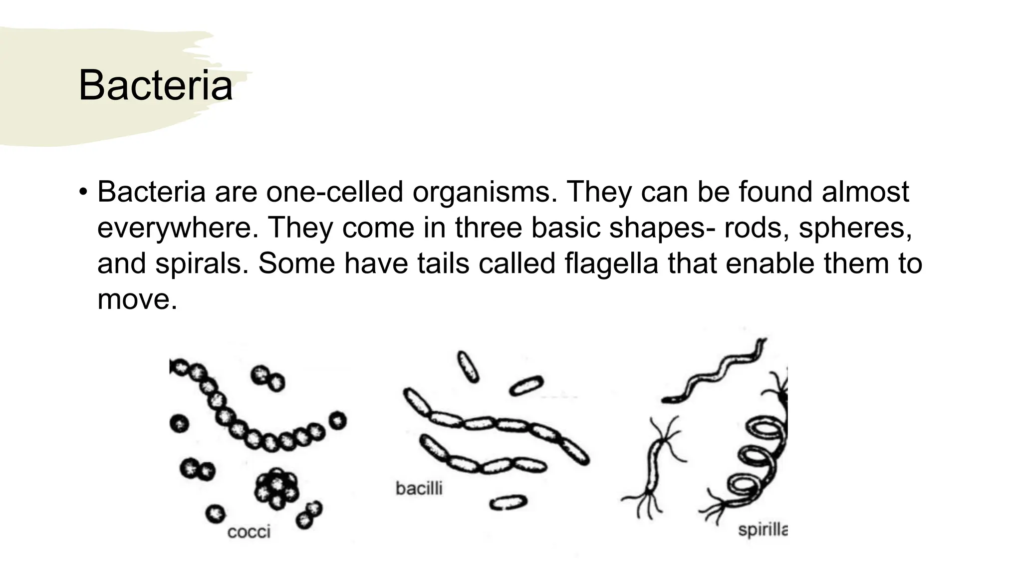 Commonly-Used-Microbes-in-Biotechnology.pptx