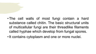 Commonly-Used-Microbes-in-Biotechnology.pptx