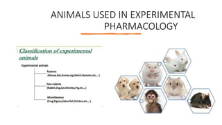 Commonly used experimental animals | PPTX