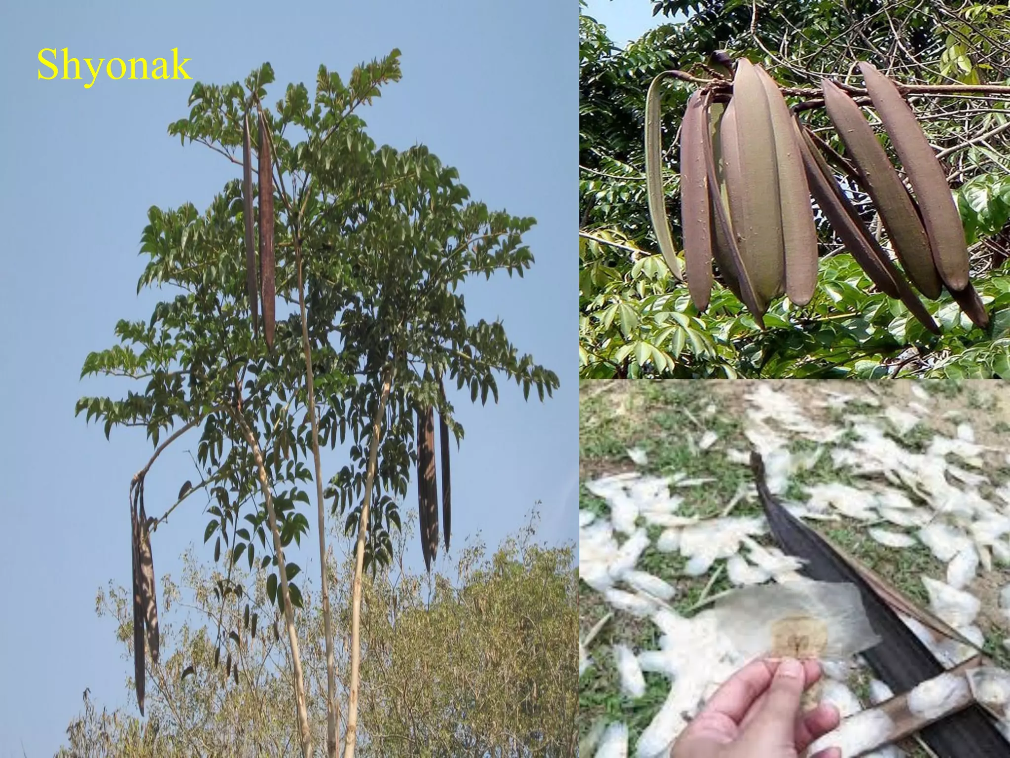 Commonly used medicinal plants and their clinical utility | PDF