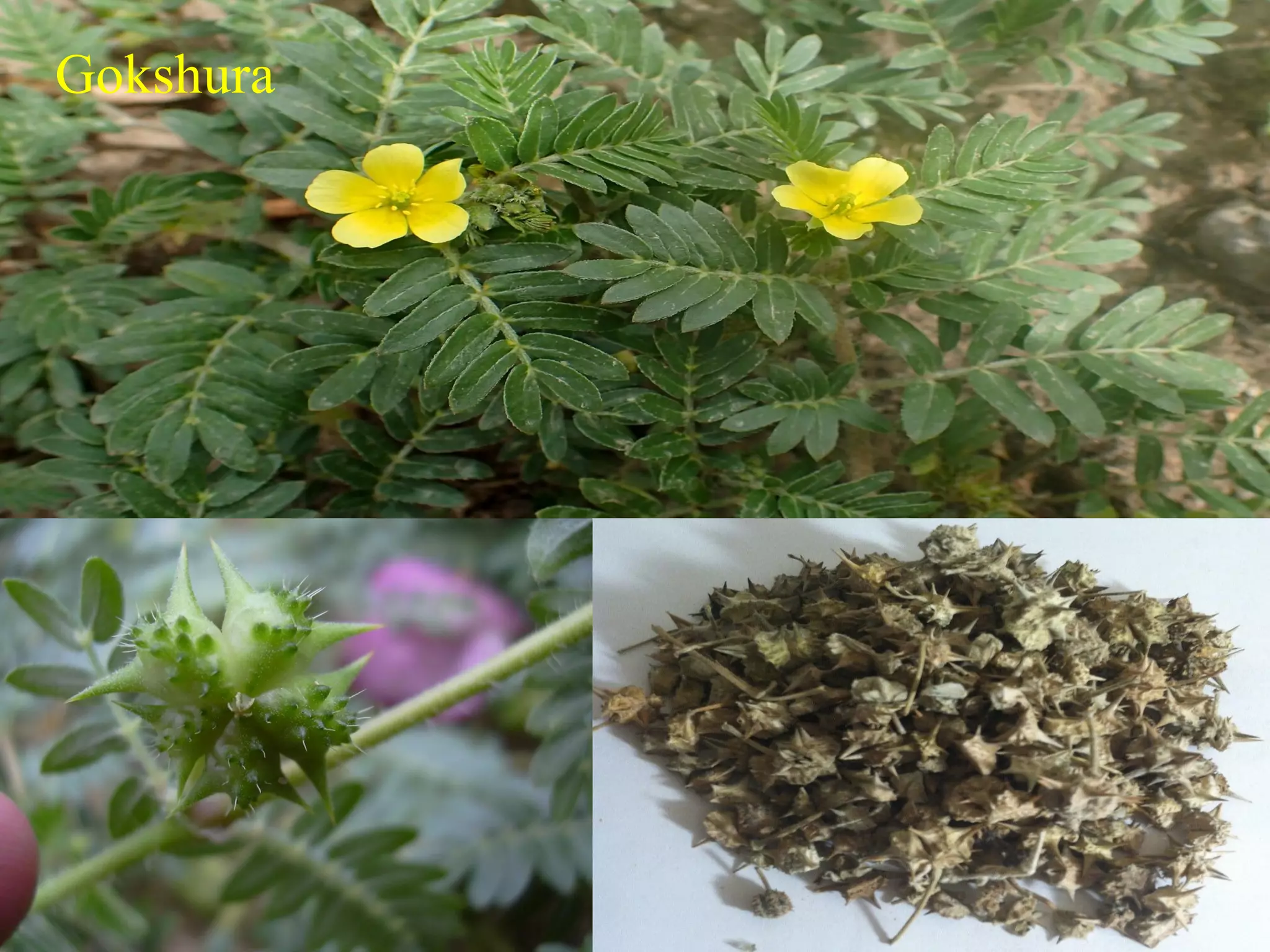 Commonly used medicinal plants and their clinical utility | PDF