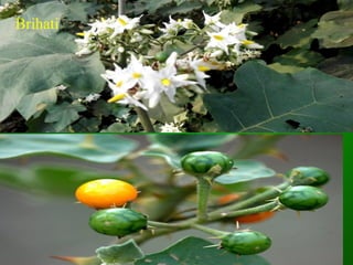 Commonly used medicinal plants and their clinical utility | PDF