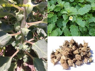 Commonly used medicinal plants and their clinical utility | PDF