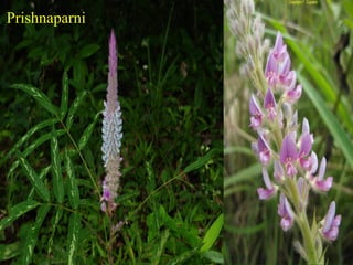 Commonly used medicinal plants and their clinical utility | PDF