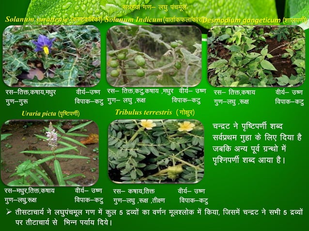 Commonly used medicinal plants and their clinical utility | PDF