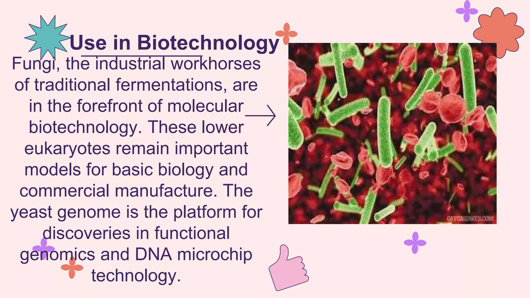 Commonly used Microbes in Biotechnology.pptx