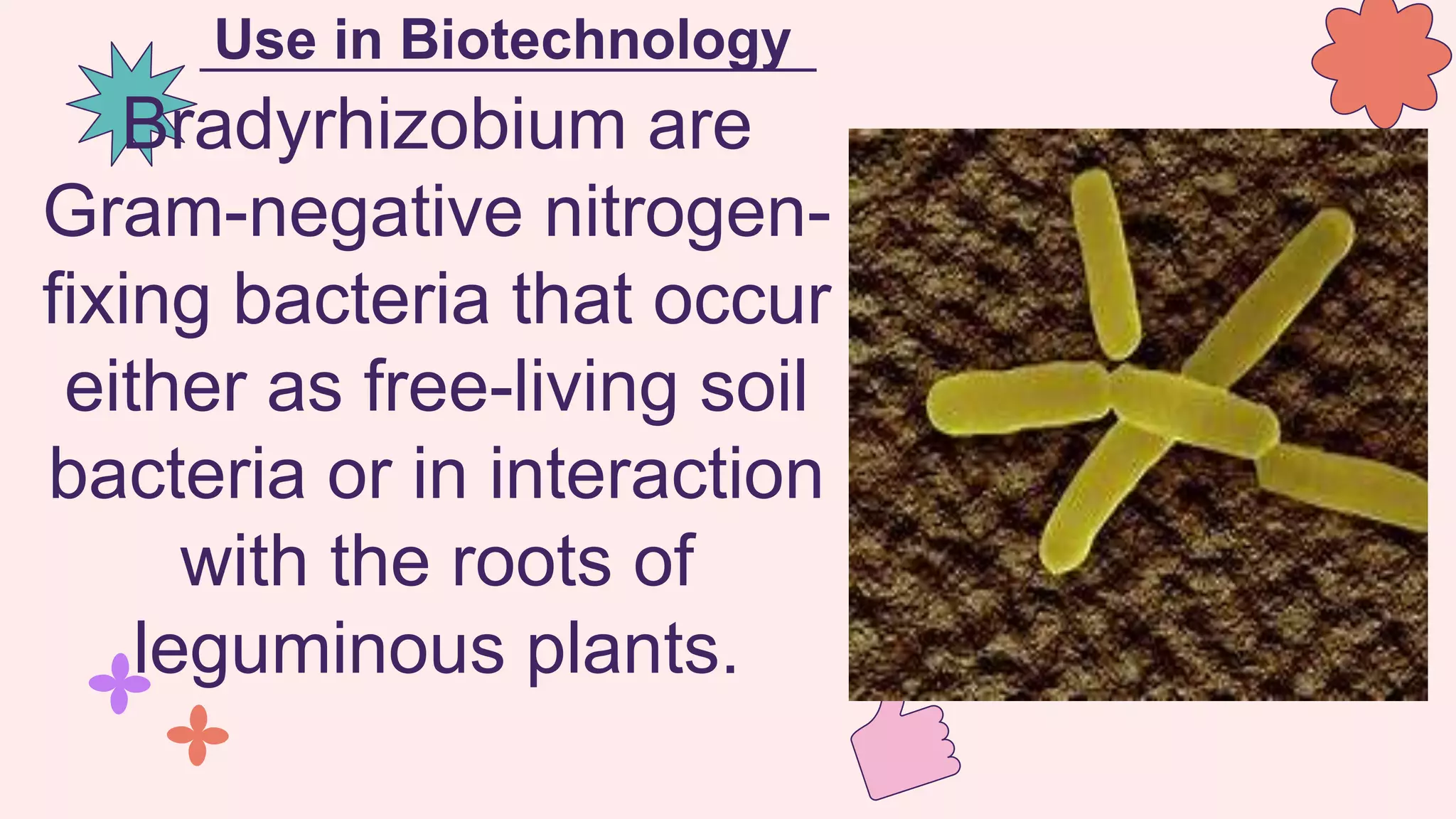 Commonly used Microbes in Biotechnology.pptx