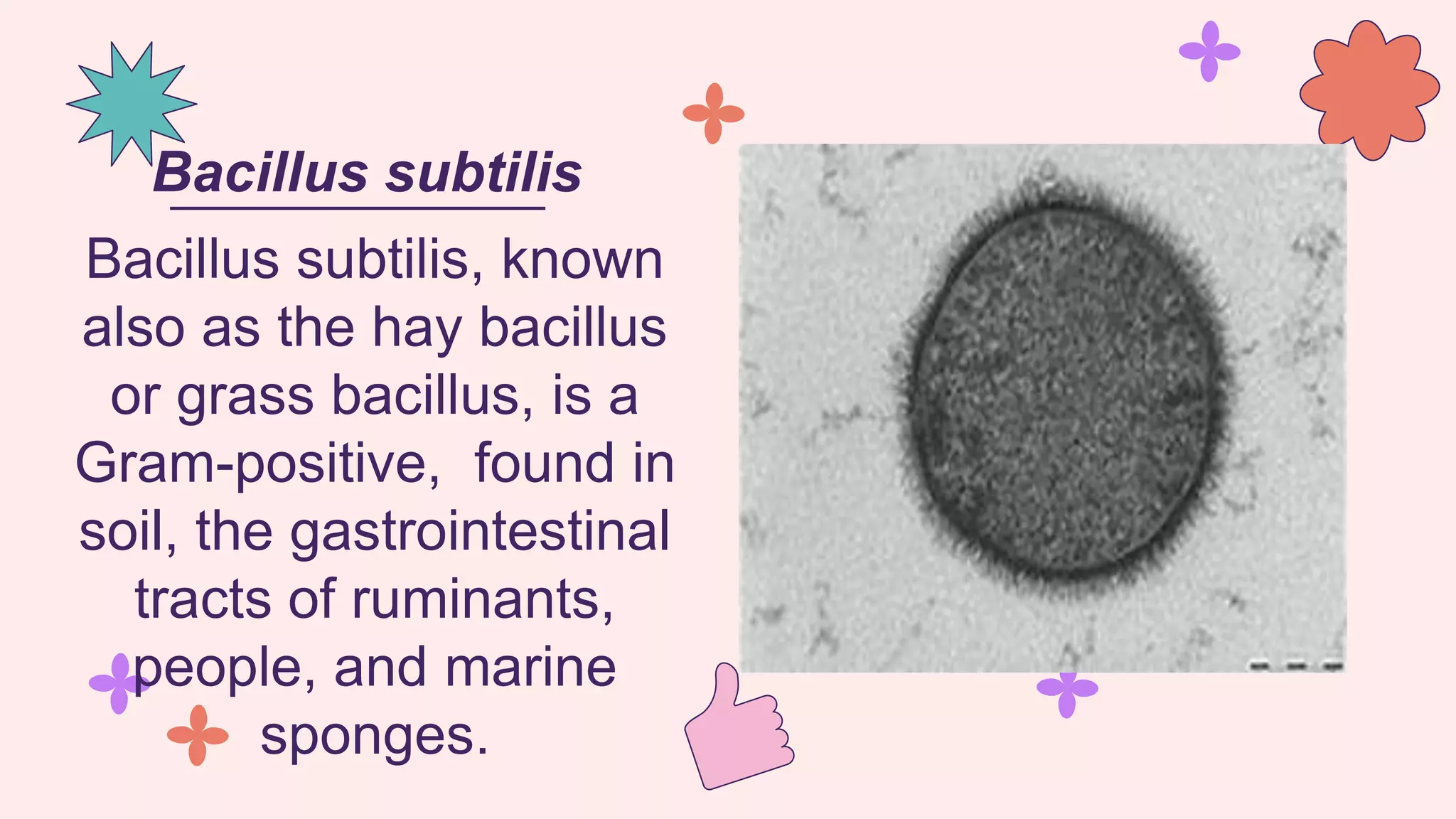 Commonly used Microbes in Biotechnology.pptx